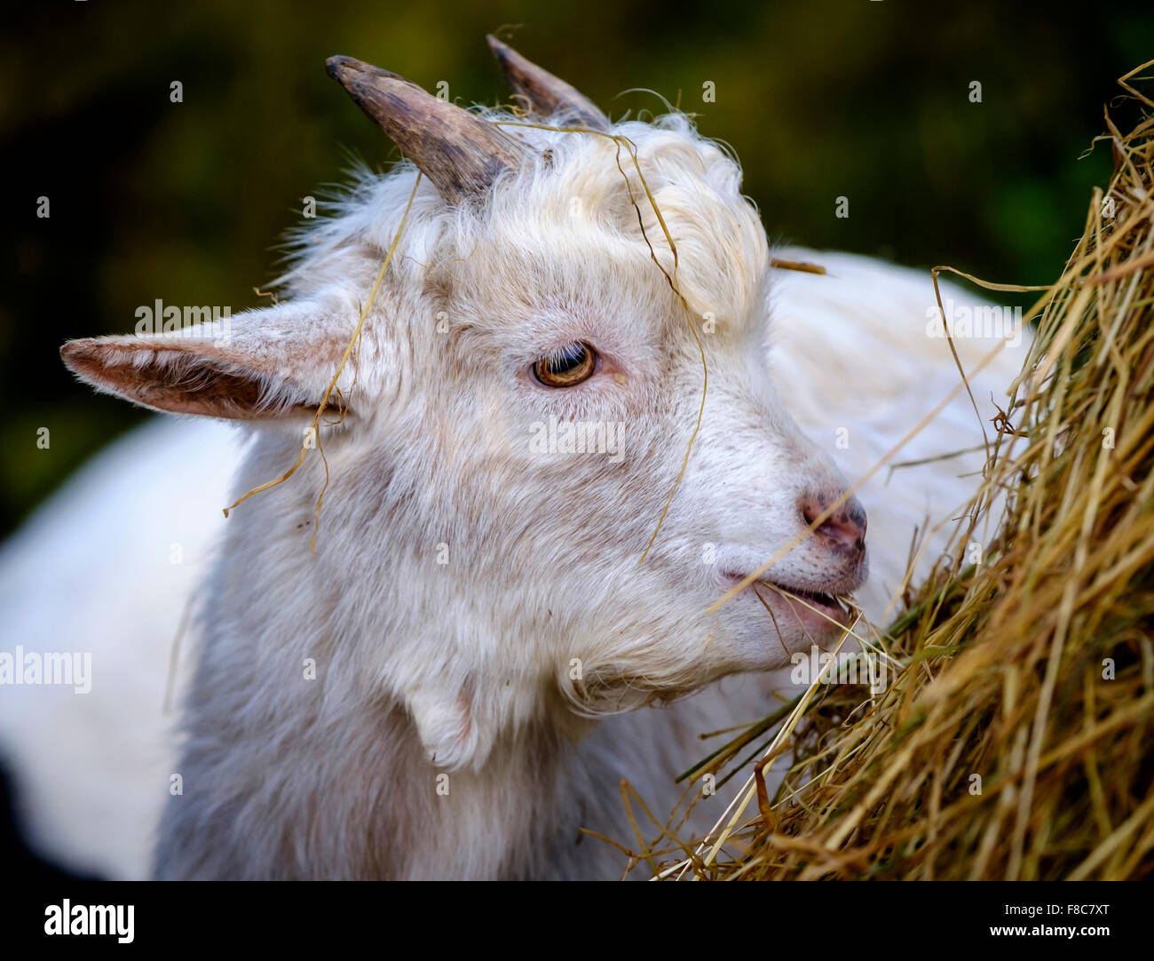 Goats eating hay hi-res stock photography and images - Alamy