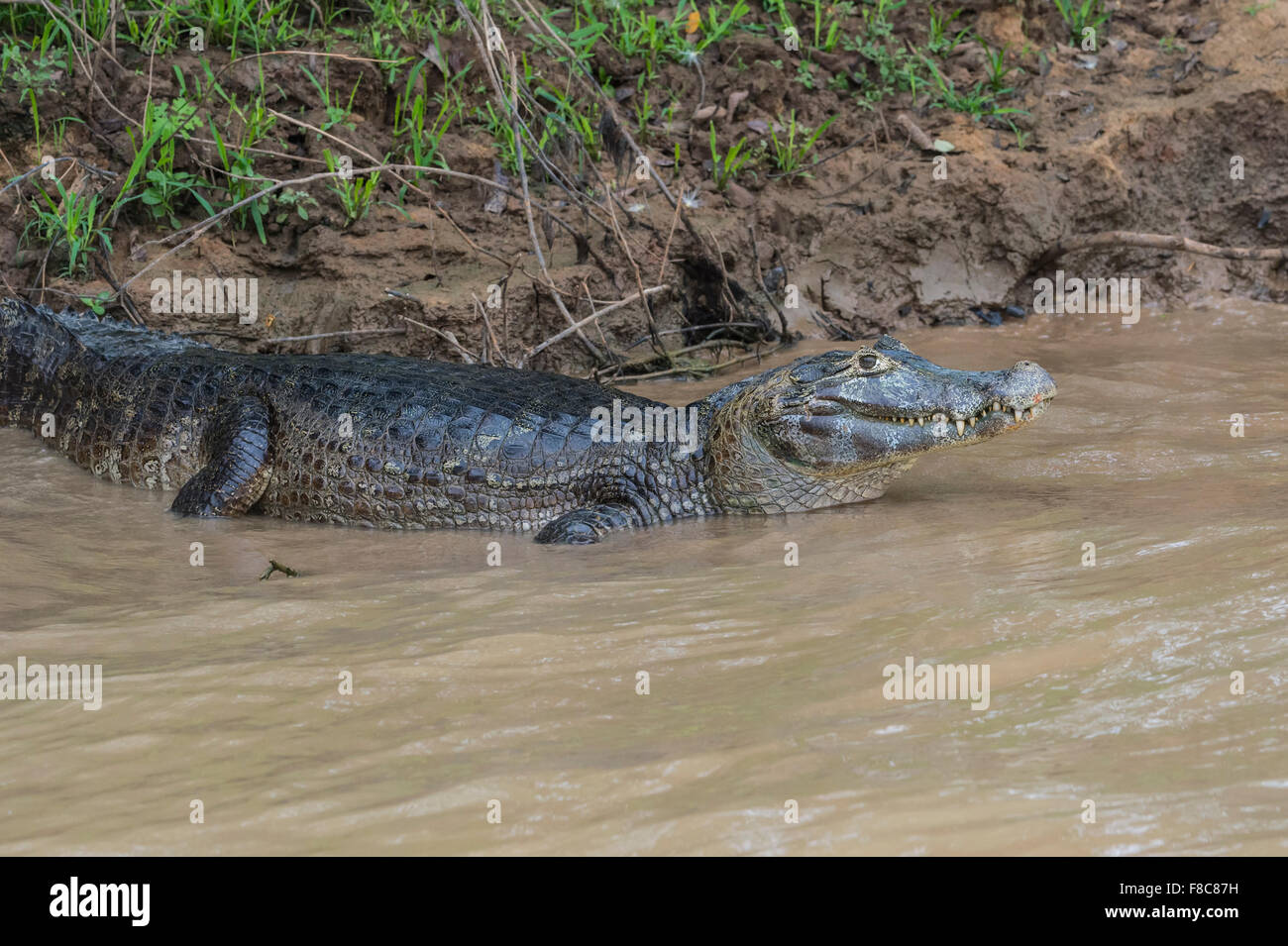 Yacare caiman (Caiman yacare) in the water, Cuiaba river, Pantanal ...