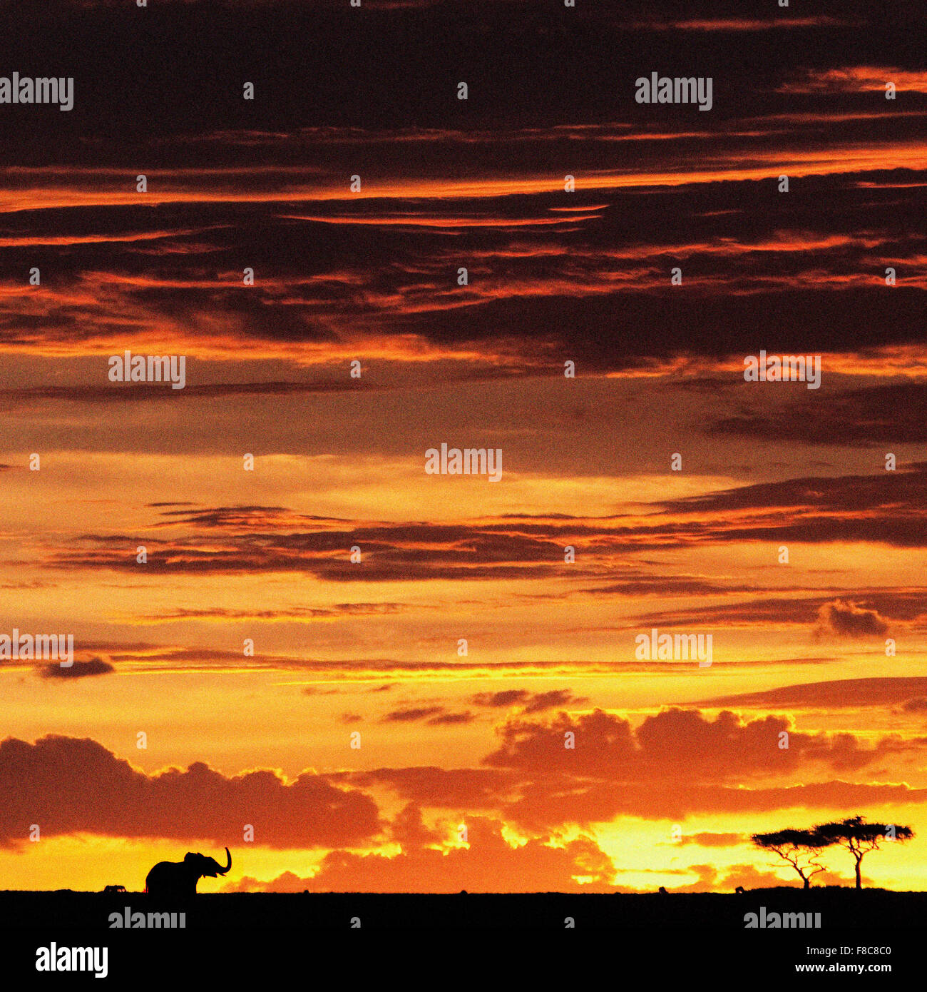 Africa kenya sunrise silhouette trees hi-res stock photography and ...