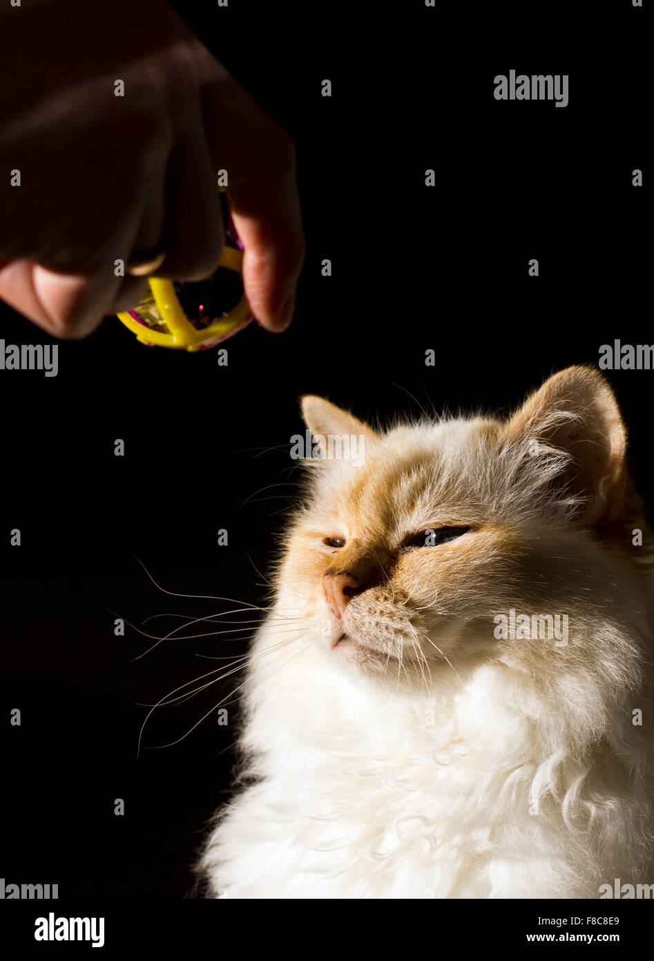 Red-point Birman cat Stock Photo - Alamy