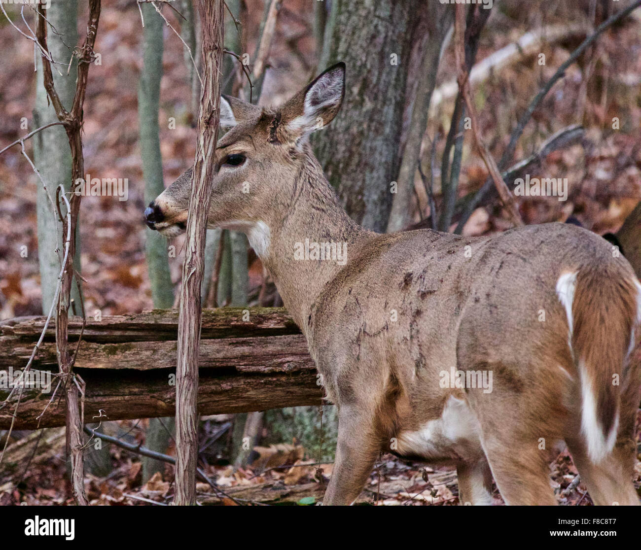 Beautiful photo of the wild deer walking away to the forest Stock Photo ...
