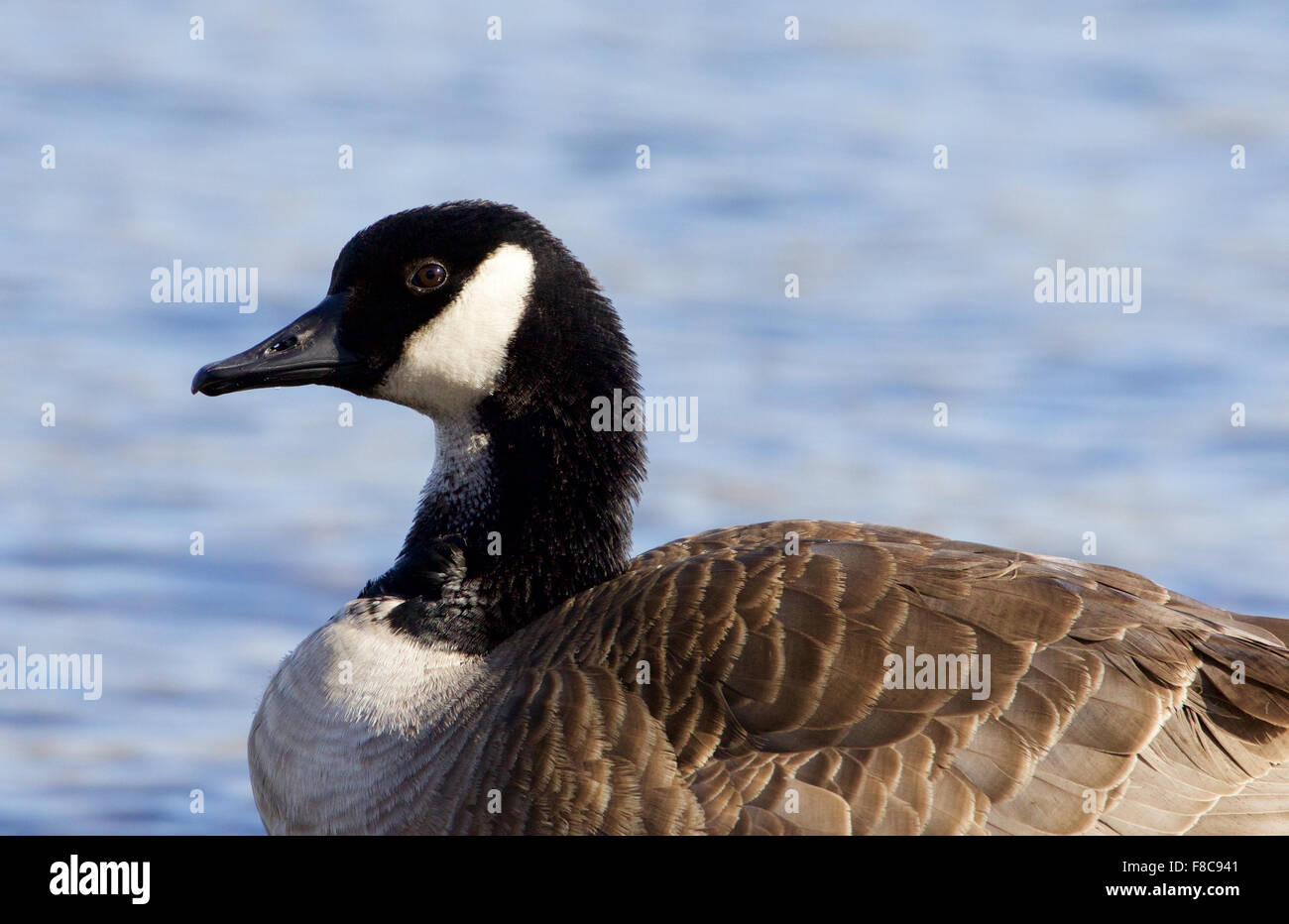 Beautiful portrait of a Canada goose with the blue background Stock ...