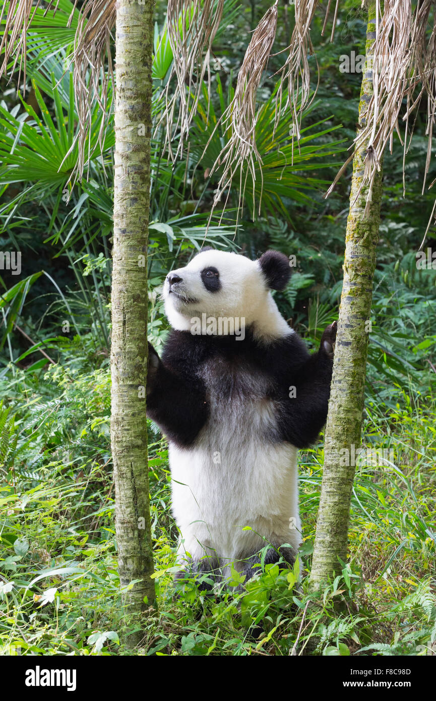 Two years aged young giant Panda (Ailuropoda melanoleuca), China ...