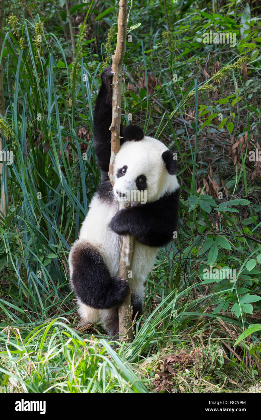 Two years aged young giant Panda (Ailuropoda melanoleuca), China ...