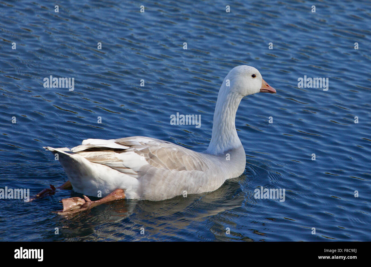 Photo of the Snow goose swimming away in the lake Stock Photo - Alamy