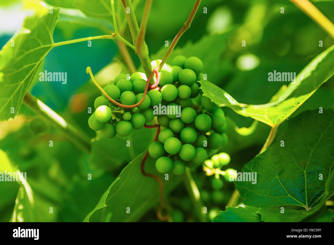Bunch of unripened green grapes on a blurred background of green ...