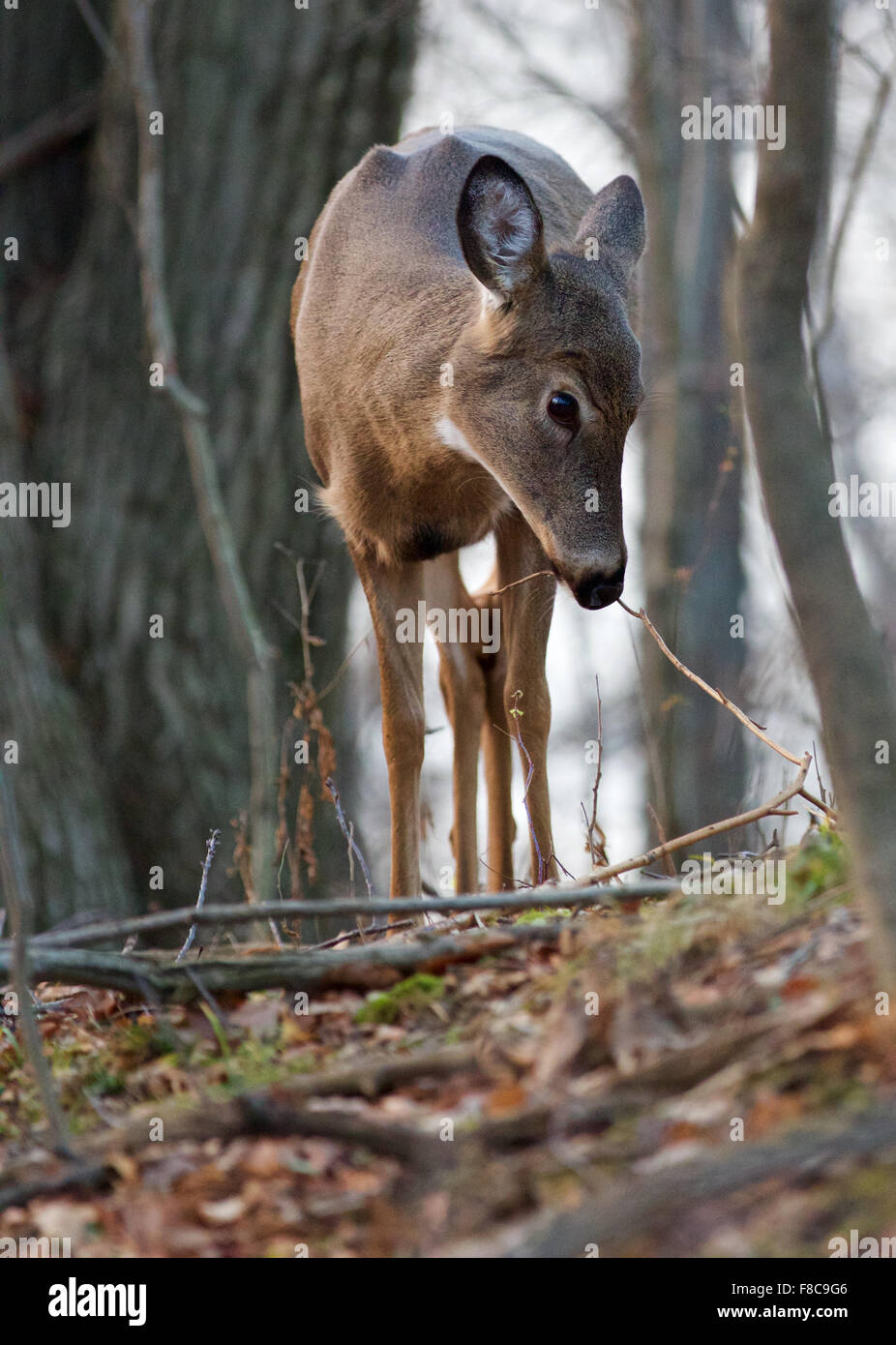 Deer eating tree leaves hi-res stock photography and images - Alamy