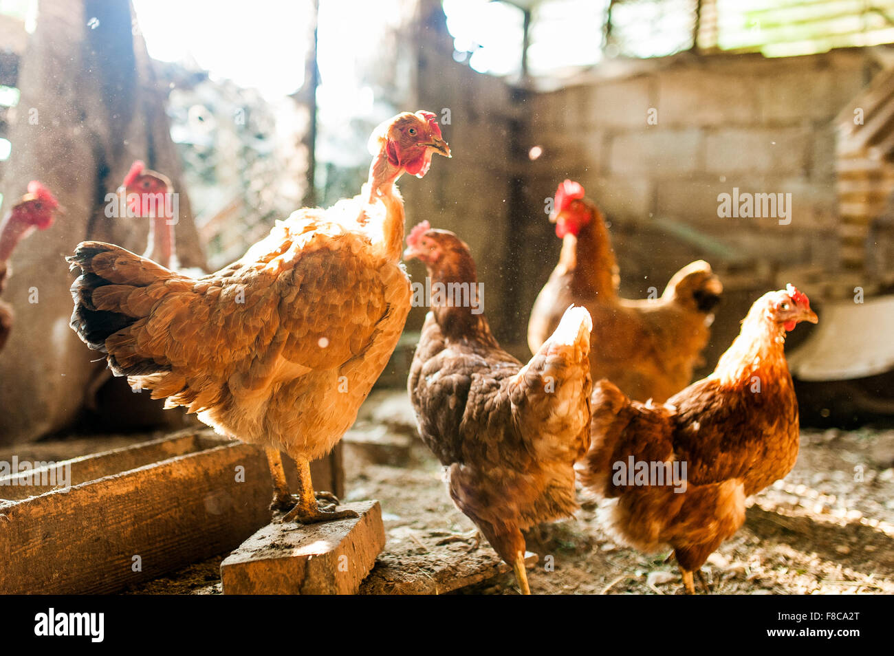chickens in hen house with sun rays in biologic hen house Stock Photo ...