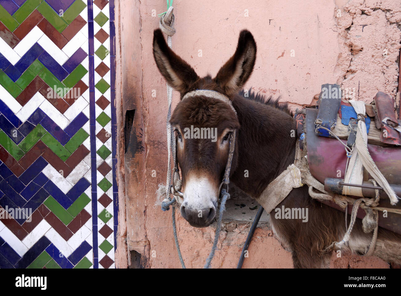 Marrakesh donkey hi-res stock photography and images - Alamy