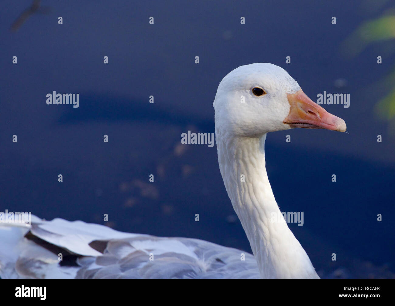 Close-up of the Snow goose in the water Stock Photo - Alamy
