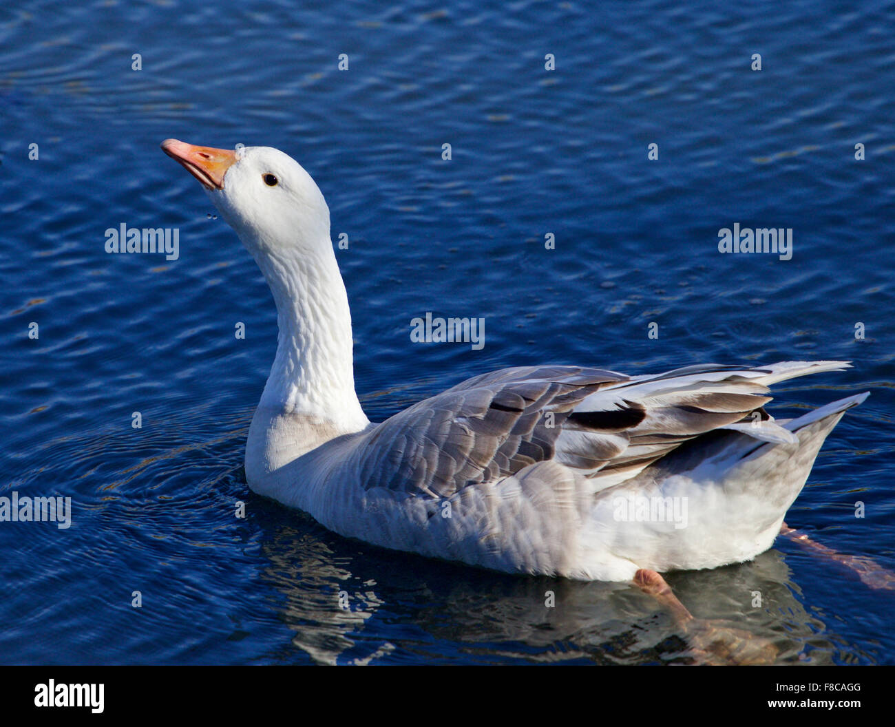 Photo of the Snow goose drinking water from the lake Stock Photo - Alamy