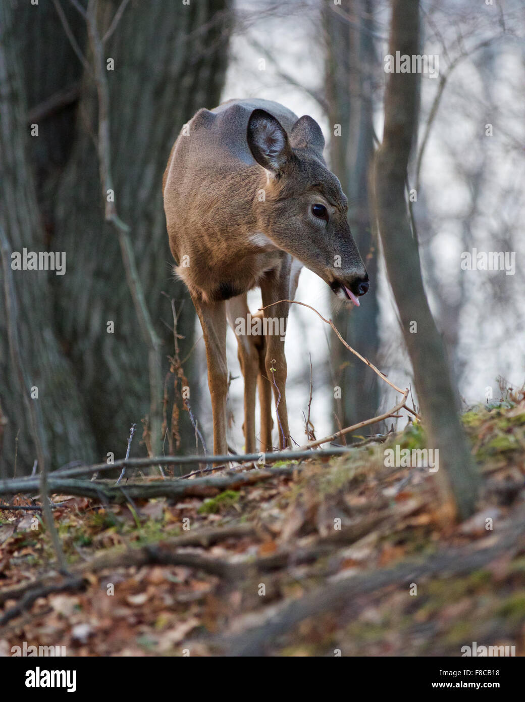 Image with the young deer showing his tongue Stock Photo - Alamy