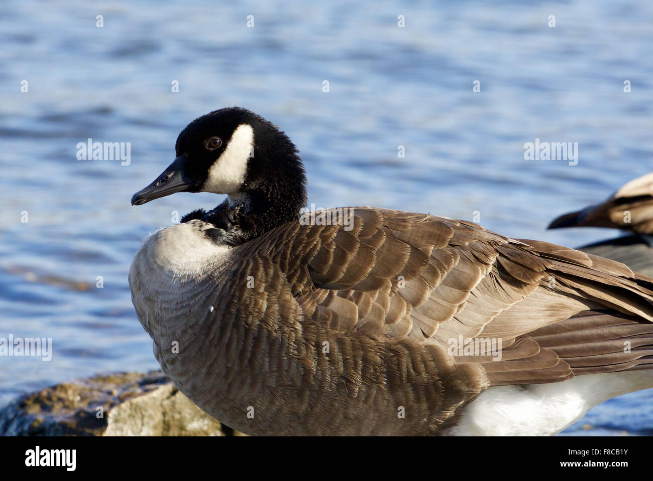 Beautiful Canada goose close-up Stock Photo - Alamy