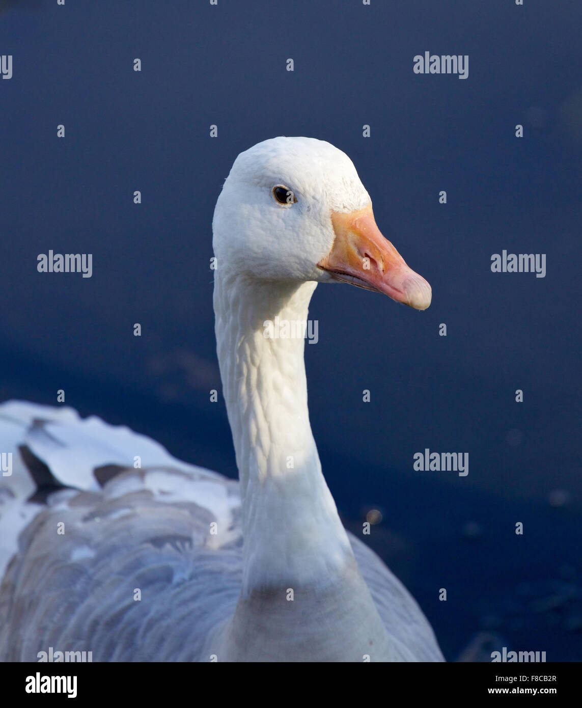 Goose in shadow hi-res stock photography and images - Alamy