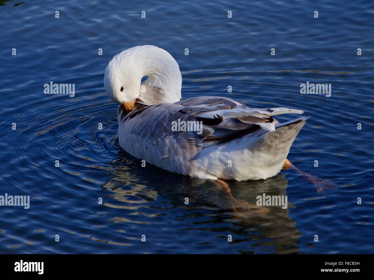 Beautiful image with the Snow goose cleaning his feathers Stock Photo ...