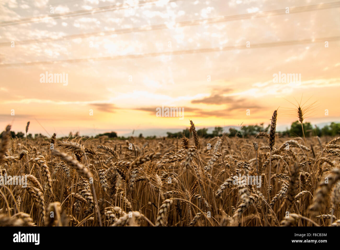 Corn field italy veneto hi-res stock photography and images - Alamy