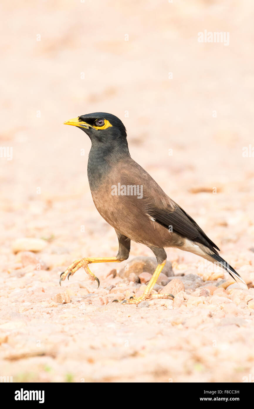 A (Acridotheres fuscus) Common Myna in Bandhavgarh, India Stock Photo ...