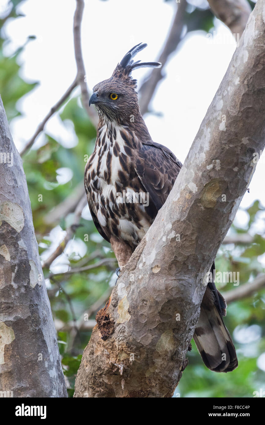 A crested hawk-eagle in Bandhavgarh, India Stock Photo - Alamy