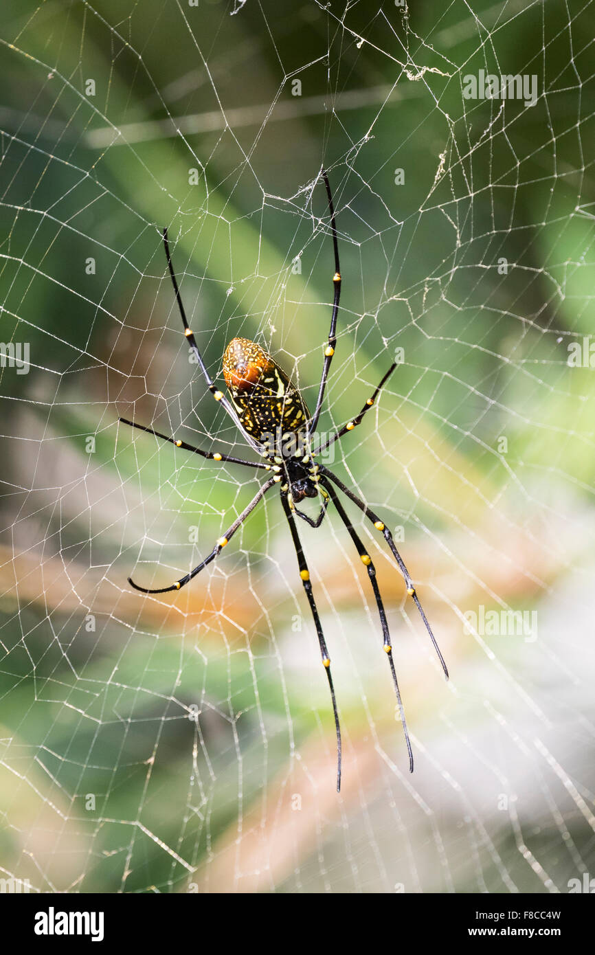 Golden Silk Orb Weaver Spider Stock Photos & Golden Silk Orb Weaver ...