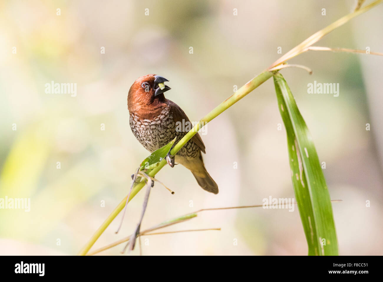 A scaly-breasted munia (Lonchura punctulata) in India Stock Photo - Alamy