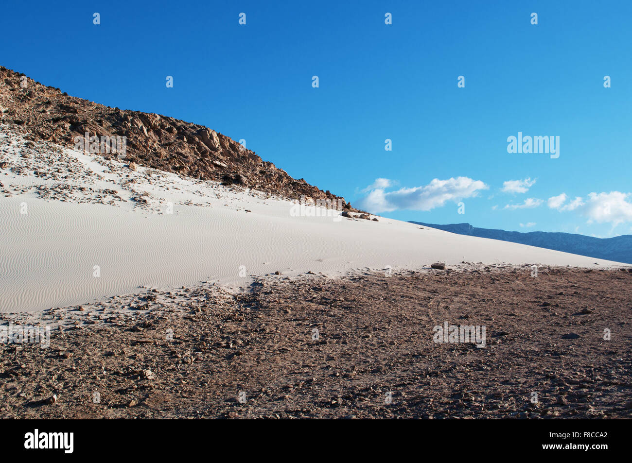 Endemic red sea gulf of aden High Resolution Stock Photography and ...