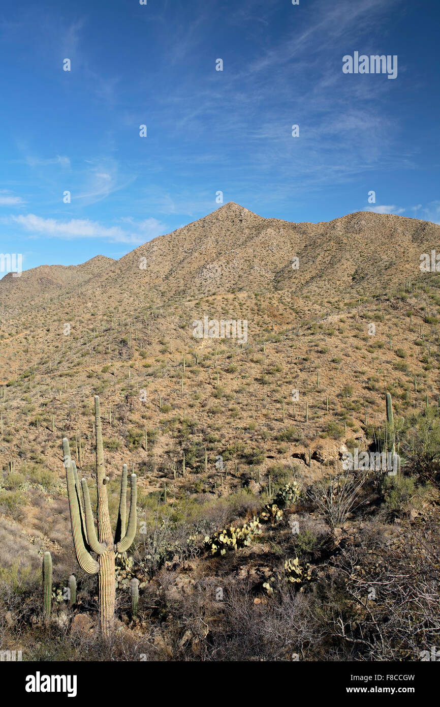 Saguaro national park wasson peak hi-res stock photography and images ...