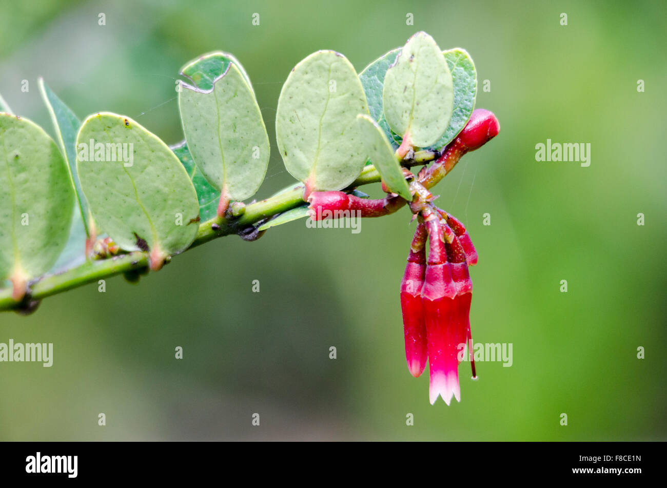 Inca earrings High Resolution Stock Photography and Images - Alamy