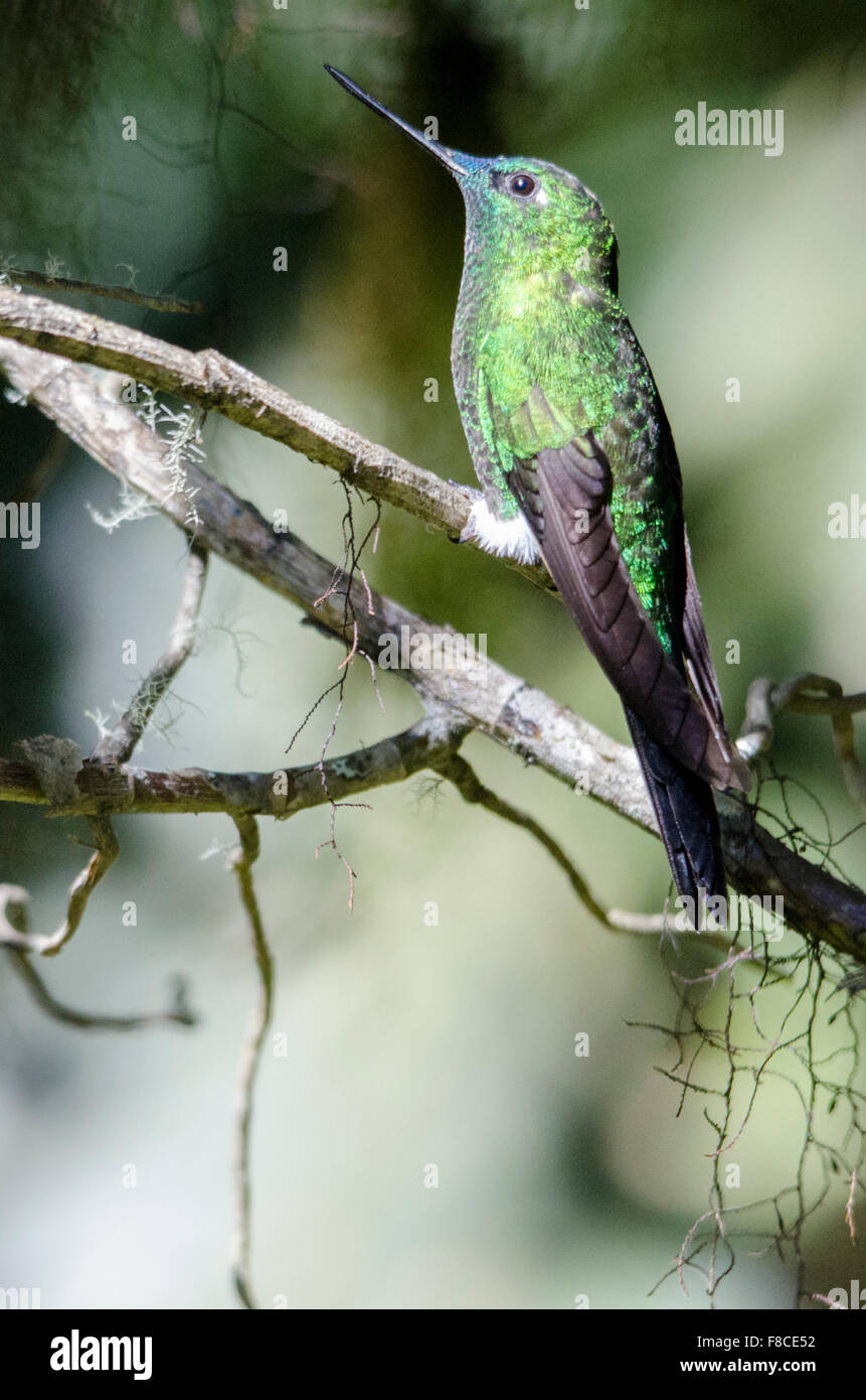 Sapphire-vented Puffleg (Eriocnemis luciani) hummingbird from the ...