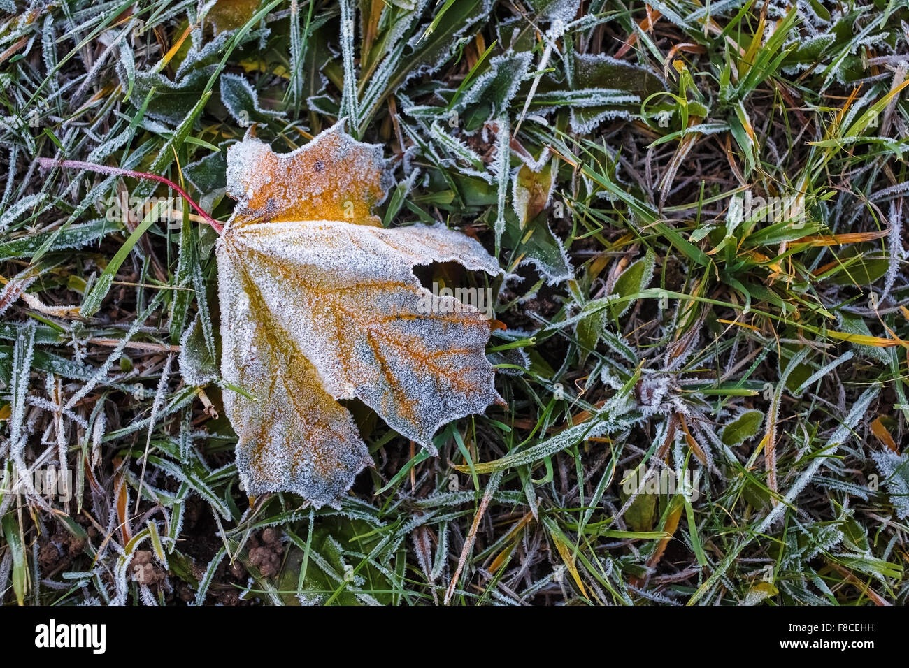 Faded autumn maple leaf covered with frost lying in the grass ...