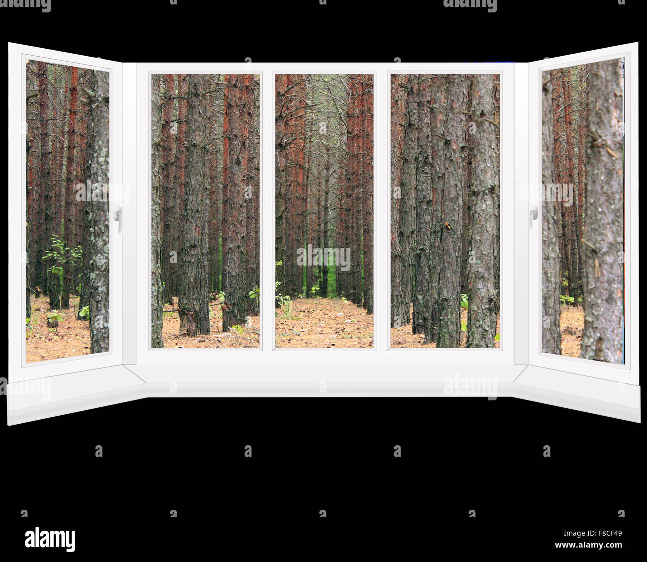 Interior view of pine forest hi-res stock photography and images - Alamy