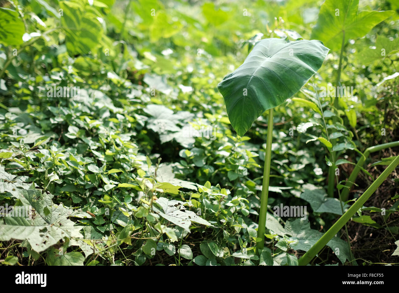 Lush green forest jungle in hi-res stock photography and images - Alamy