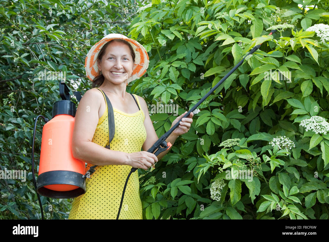 Mature woman spraying tree plant in orchard Stock Photo - Alamy