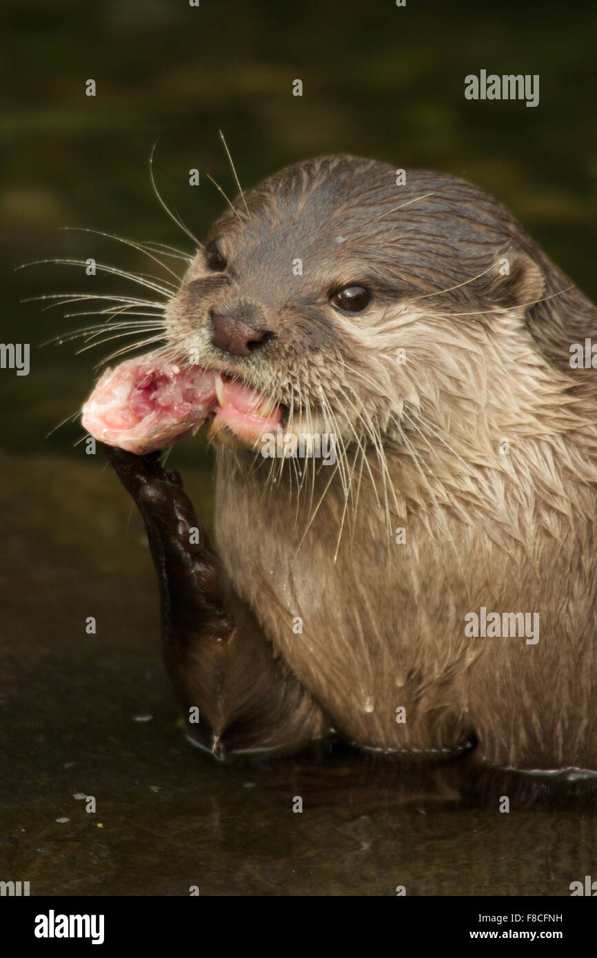 Nibbling fish hi-res stock photography and images - Alamy