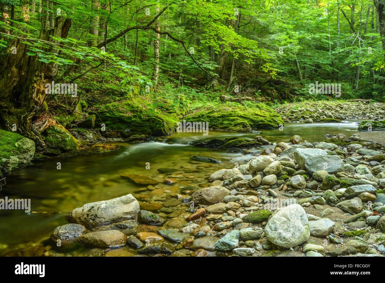 National Forrest River Stock Photo - Alamy