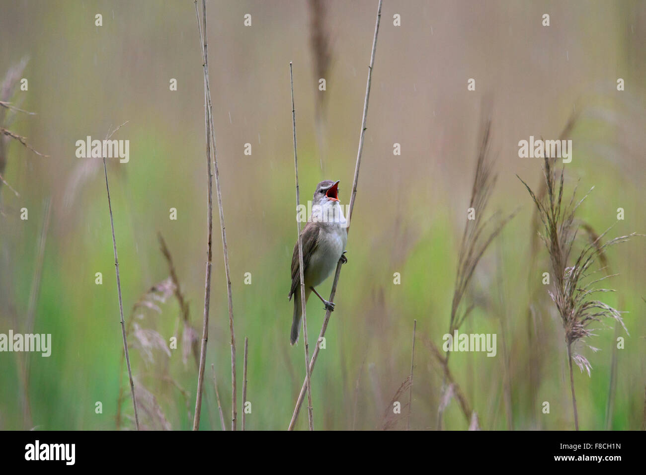 Great reed warbler (Acrocephalus arundinaceus) male singing from reed ...