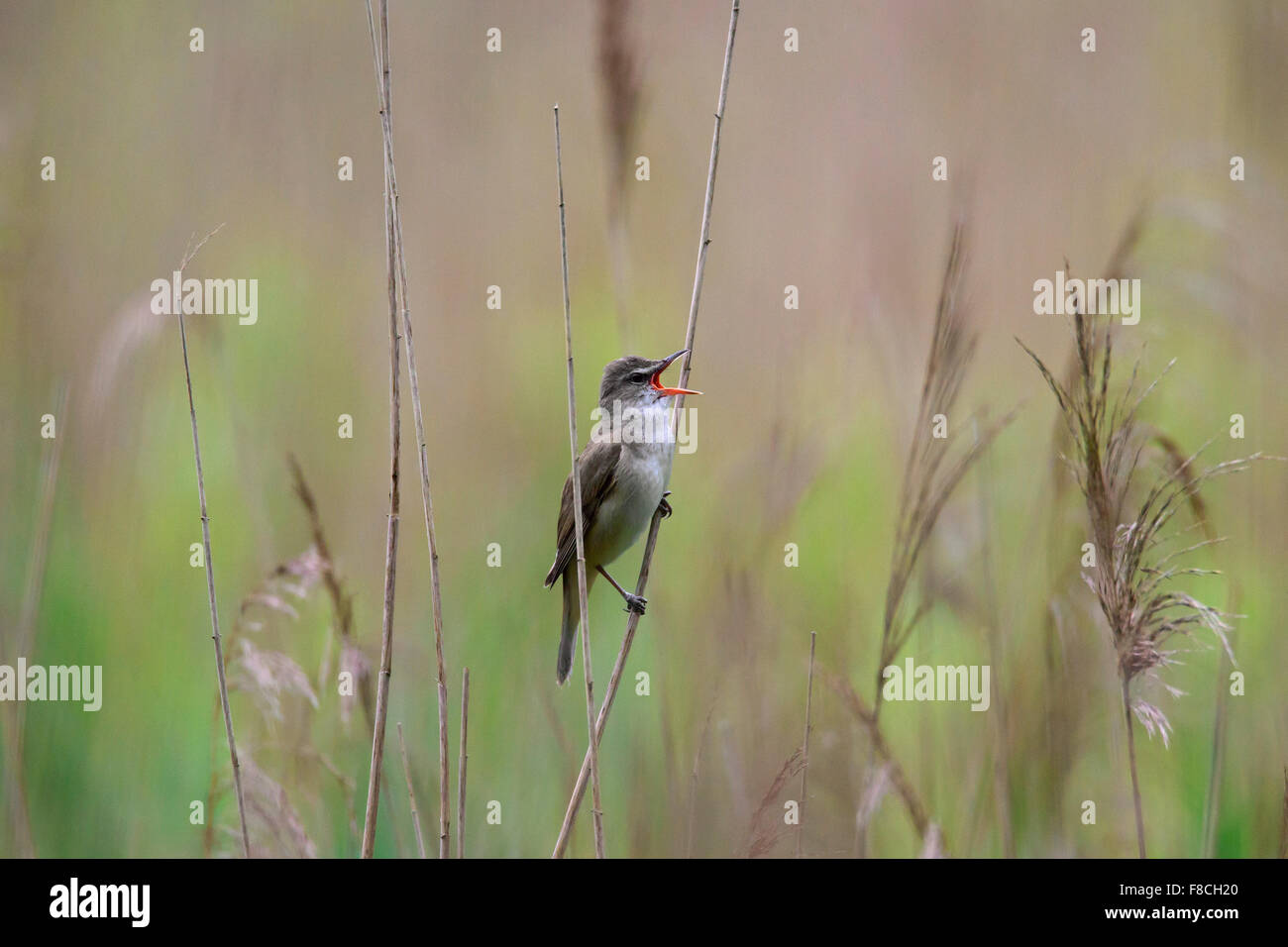 Great reed warbler (Acrocephalus arundinaceus) male singing from reed ...