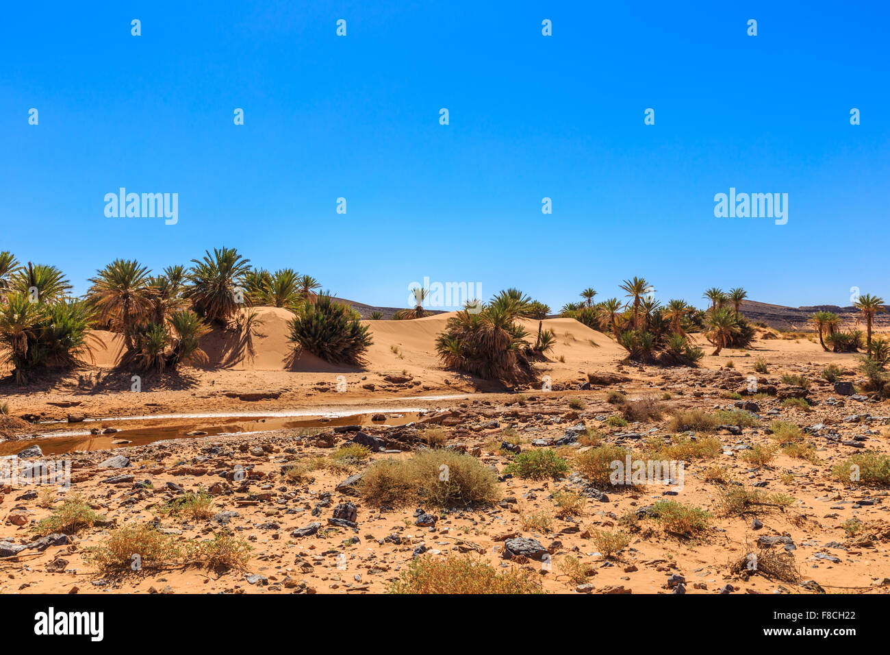 Oasis in the Sahara desert Stock Photo - Alamy