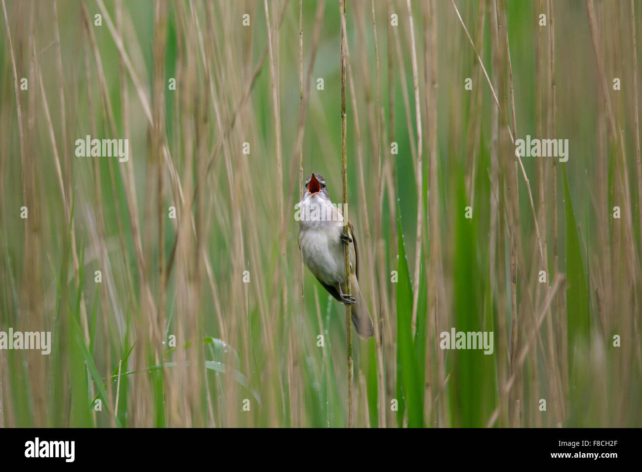 Great reed warbler (Acrocephalus arundinaceus) male singing from reed ...