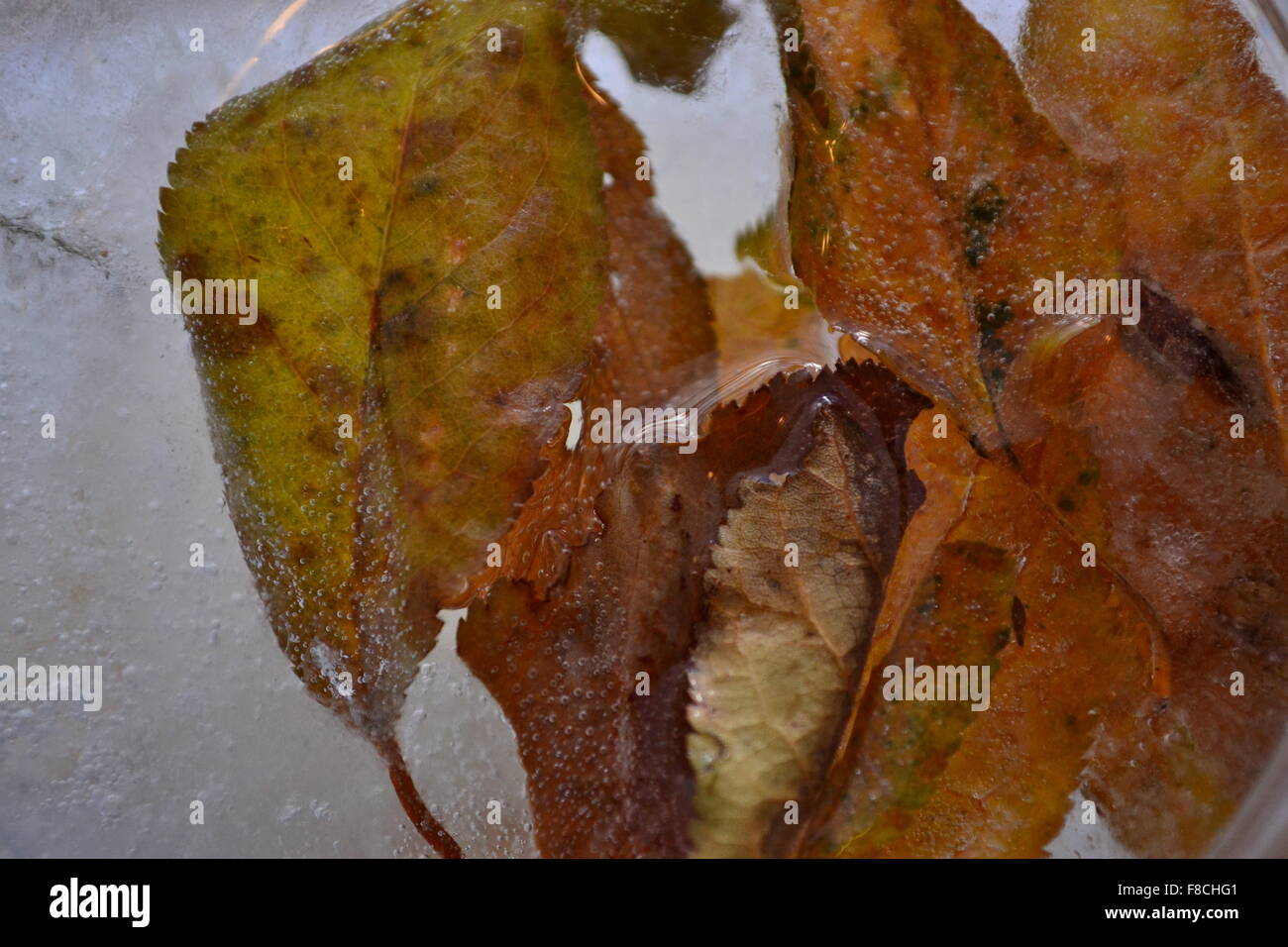 Frozen leaves in ice Stock Photo - Alamy