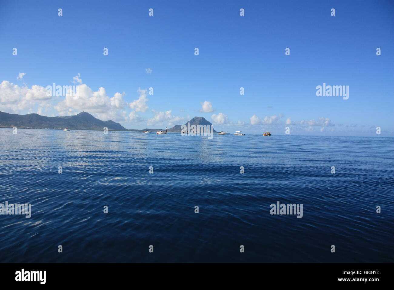 Tamarin mauritius hi-res stock photography and images - Alamy