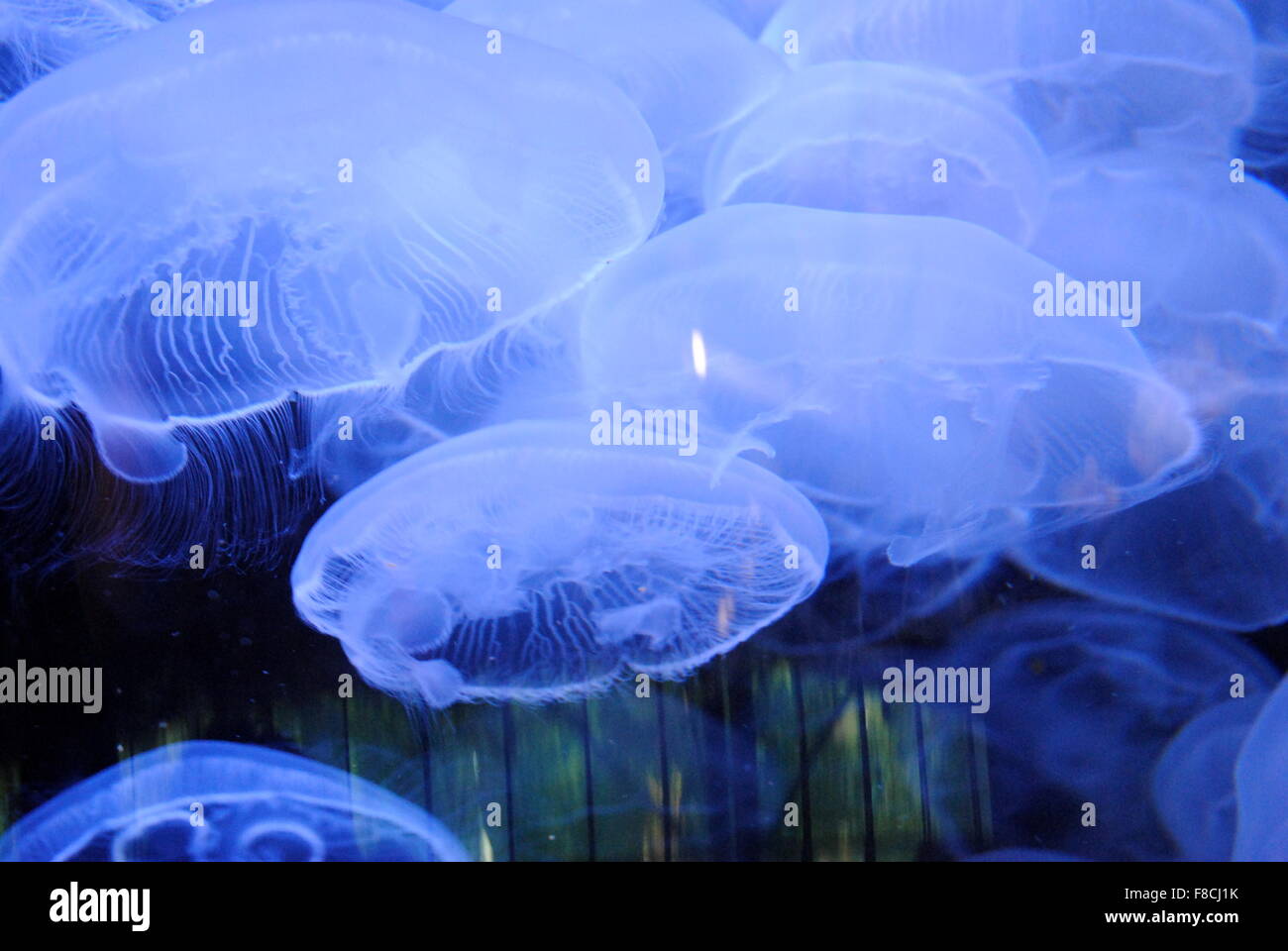 Graceful jellyfish floating Stock Photo - Alamy