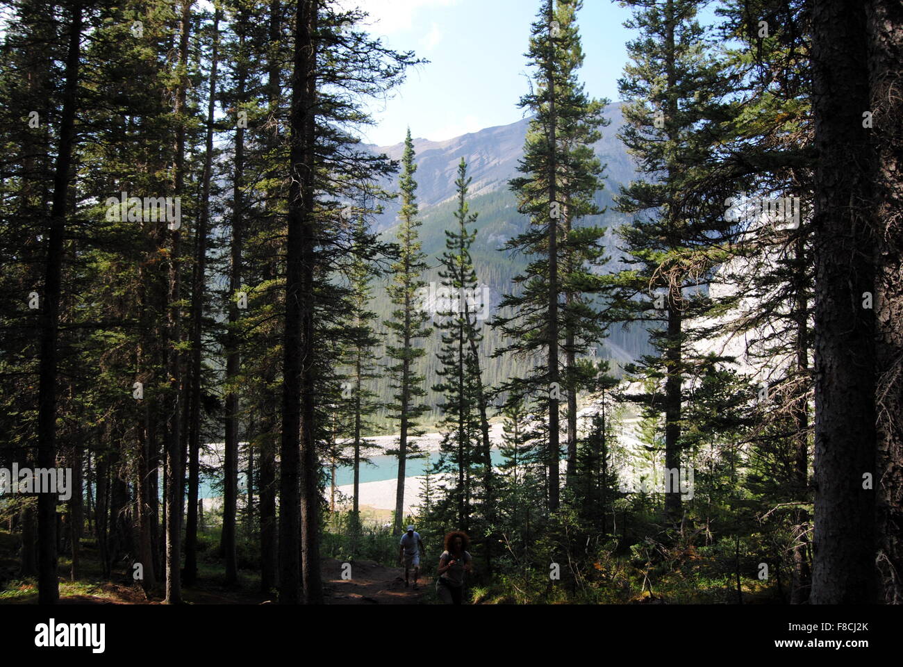 Peaking through the trees in the Canadian Rockies Stock Photo - Alamy
