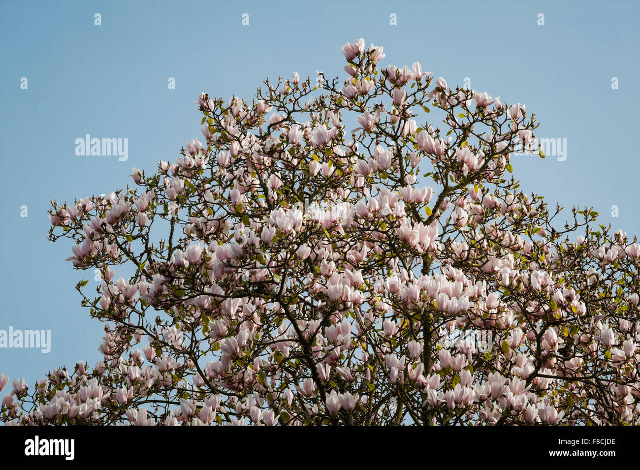 Trewidden Garden, Cornwall, UK. The huge magnolia x veitchii 'Peter ...