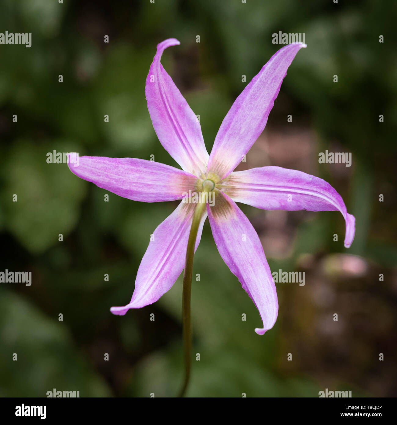 Trewidden Garden, Penzance, Cornwall, UK Stock Photo - Alamy