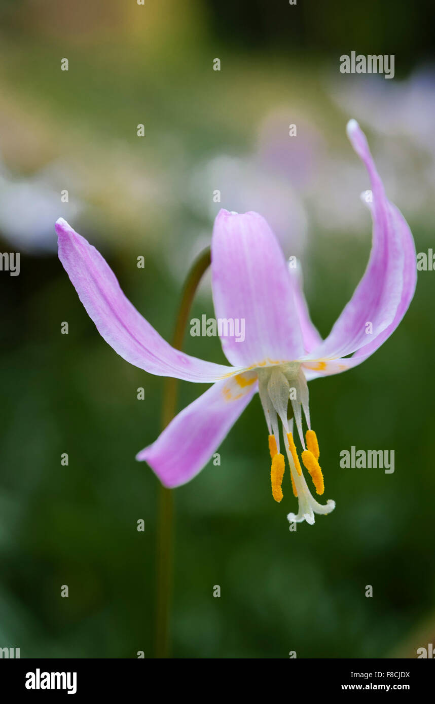 Trewidden Garden, Penzance, Cornwall, UK Stock Photo - Alamy