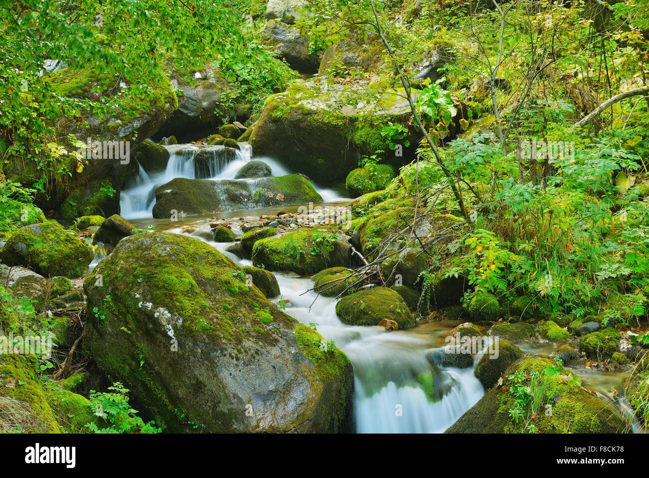 mountain forest landscapecreek with fresh water Stock Photo - Alamy