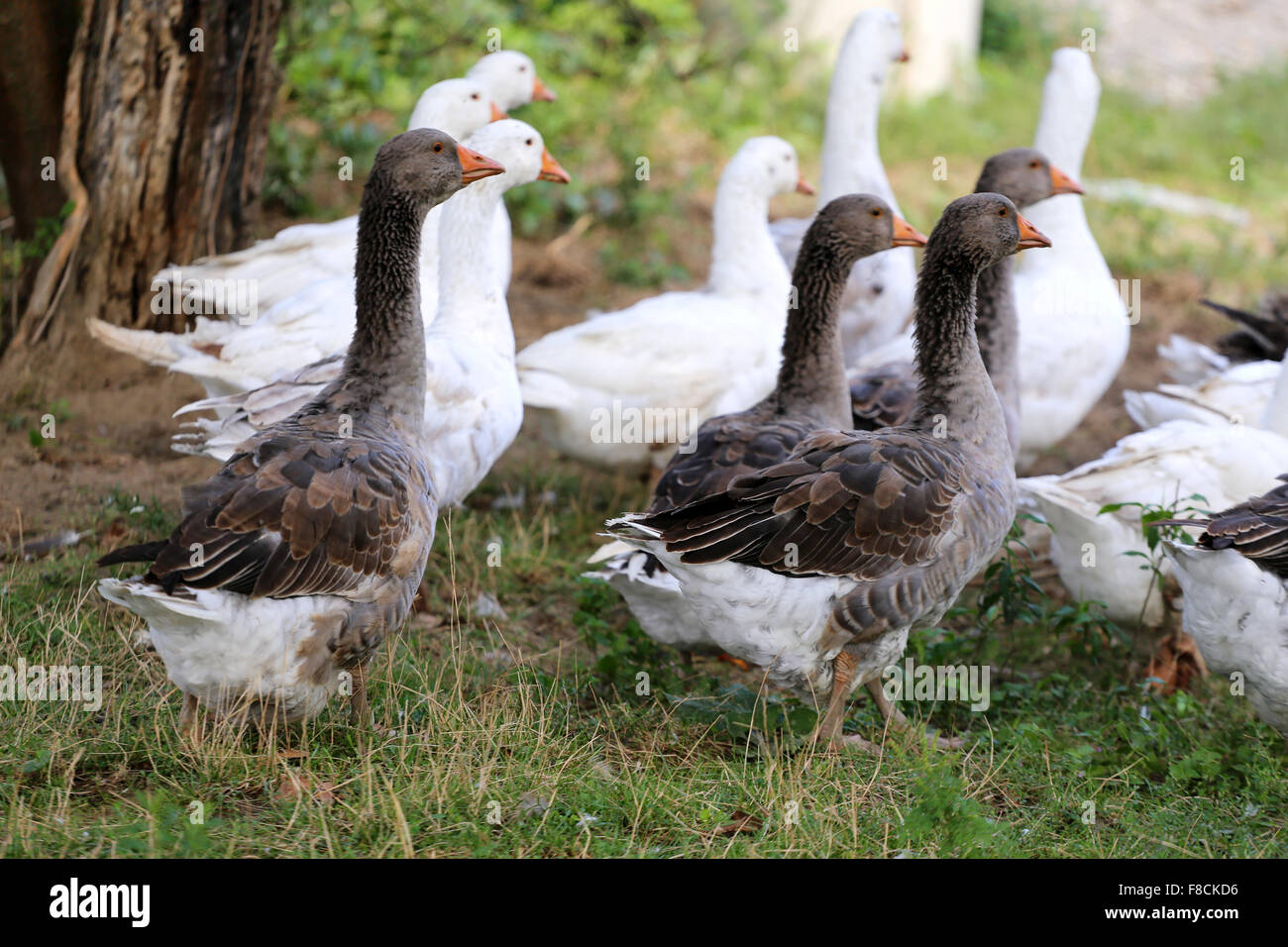 Goose graze on poultry farm rural scene Stock Photo - Alamy