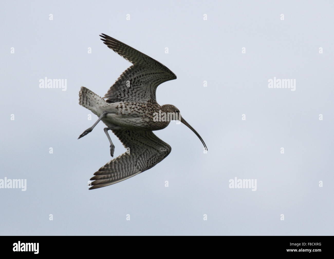 Curlew in Flight Stock Photo - Alamy