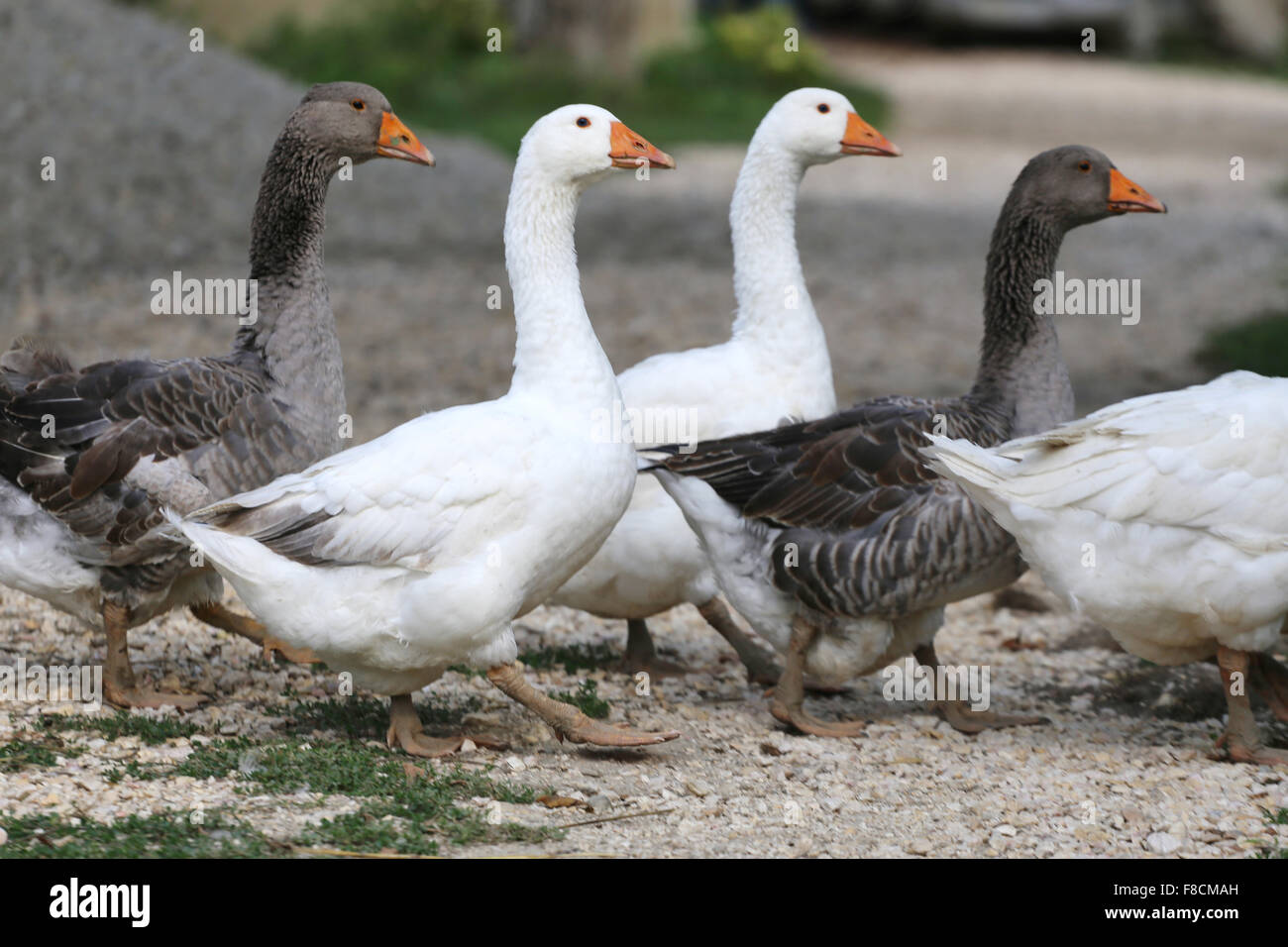 Goose farm hi-res stock photography and images - Alamy