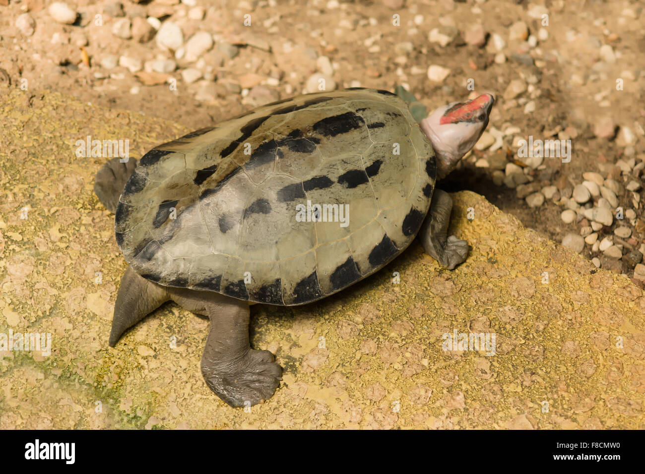 the rare turtle with a red nose was selected on the coast with stones ...